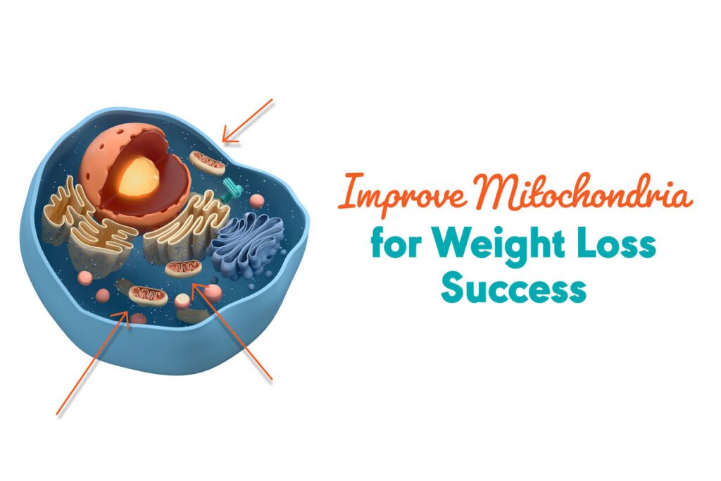 Improve Mitochondria for Weight Loss Success - Healthy Inspirations